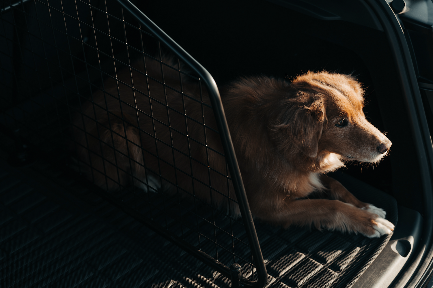 Guide: Hund i Tesla Model Y - Dog Mode – Hamphi Sverige